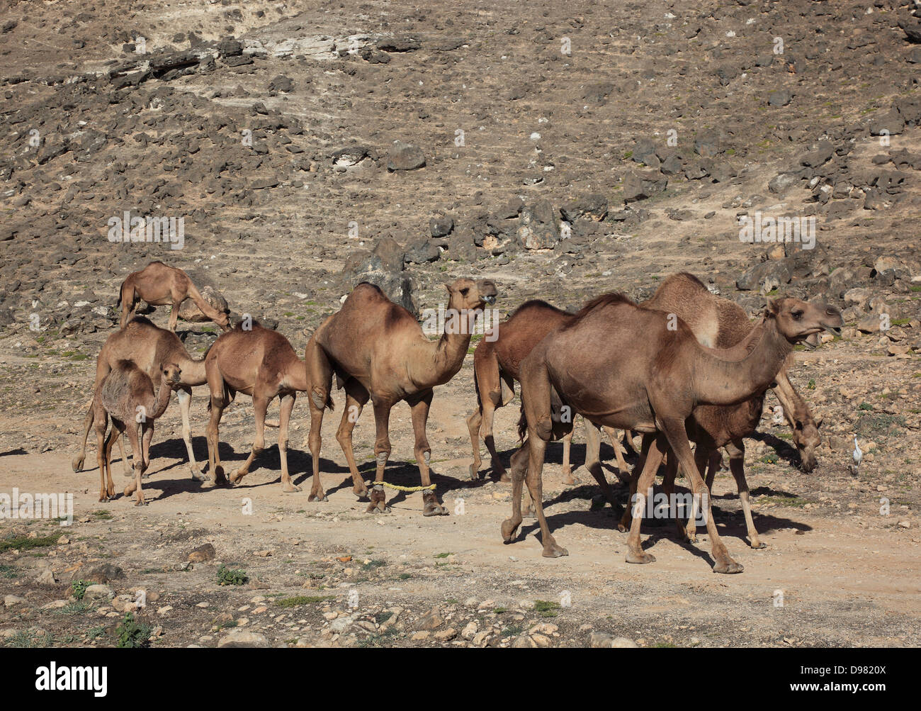 Camel cookers in the Dhofargebiet, Jabal Al Qamar, southern Oman Stock ...