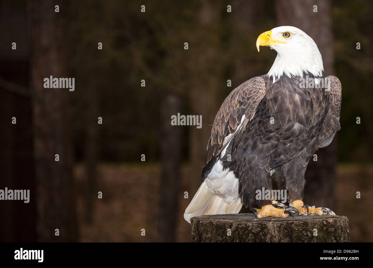 A beautiful American Bald Eagle as it searches for prey Stock Photo - Alamy