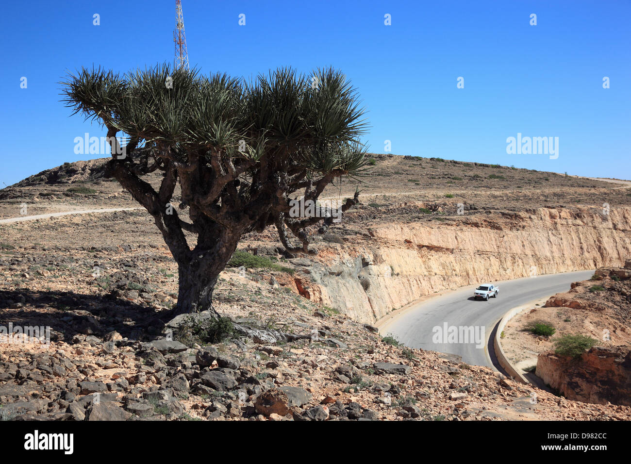 Dragon's blood tree, scenery of the southern Dhofar, Jabal al-Qamar ...