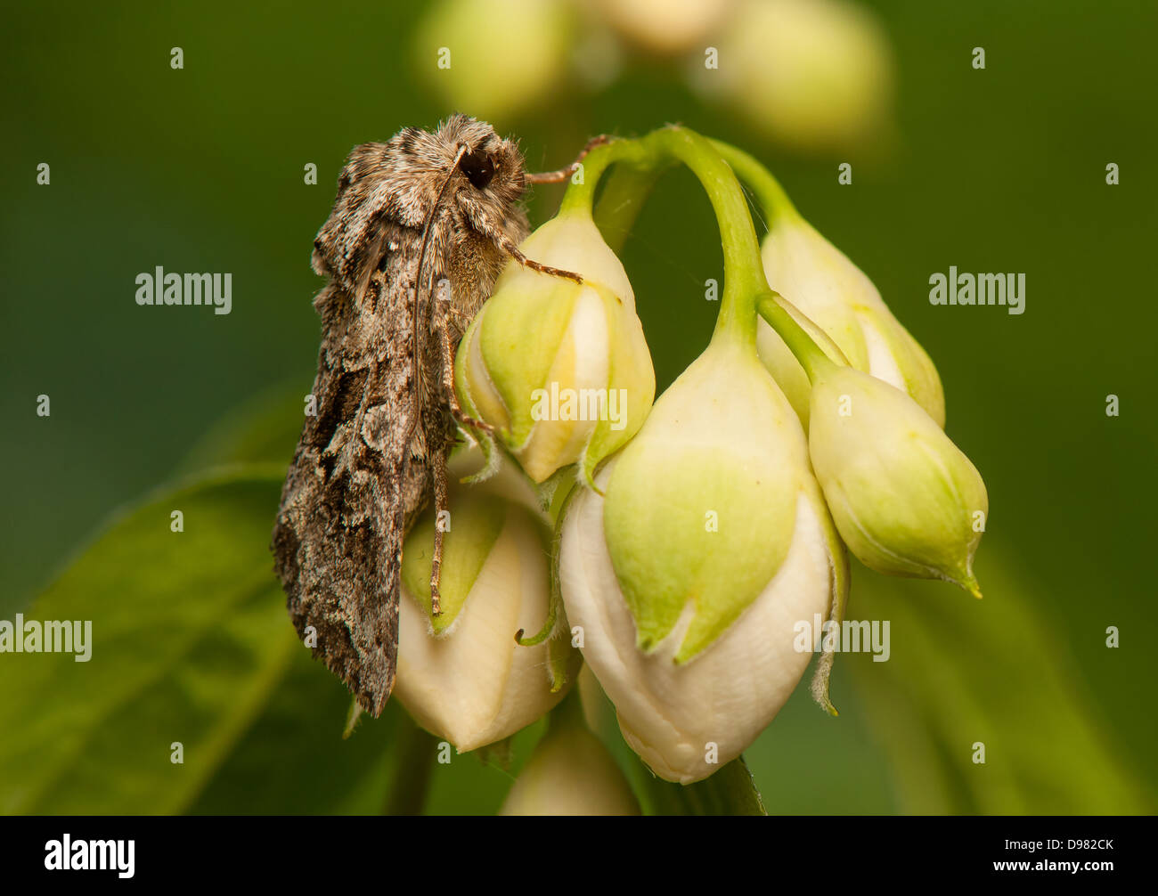 Hada hi-res stock photography and images - Alamy