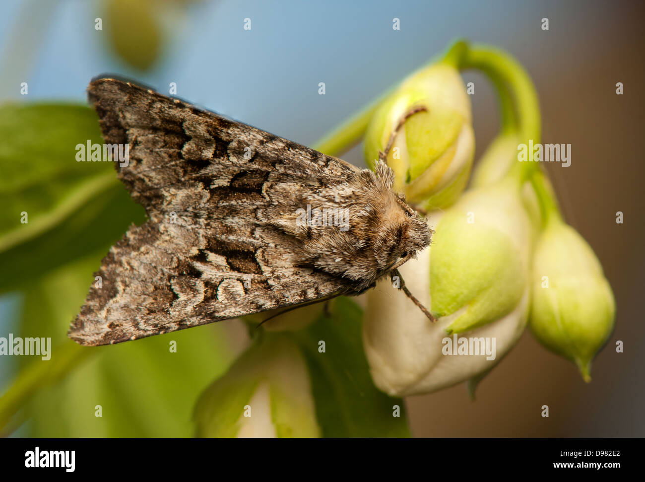 Hada hi-res stock photography and images - Alamy