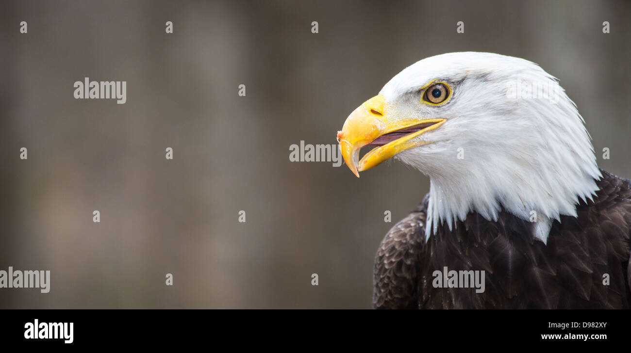American bird predator eagle hi-res stock photography and images - Alamy