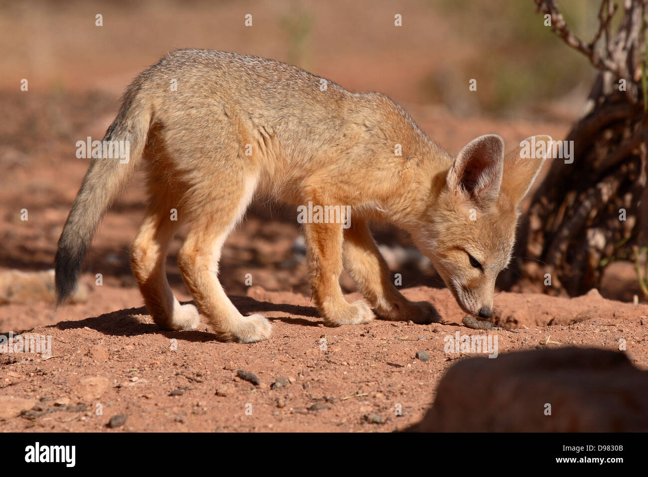 A Kit Fox puppy smelling a scent post in Utah Stock Photo - Alamy