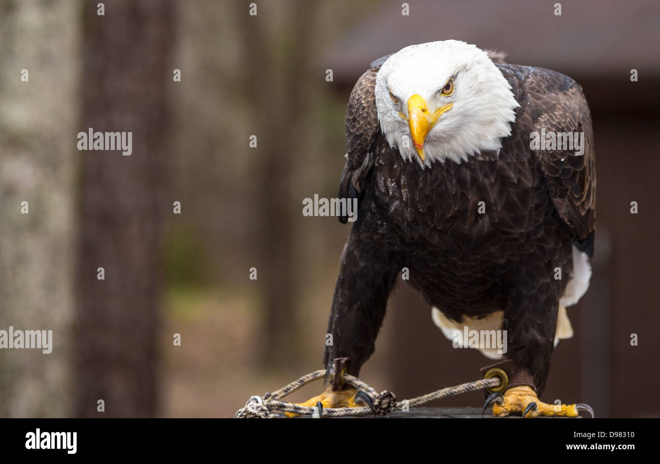 A beautiful American Bald Eagle as it searches for prey Stock Photo - Alamy