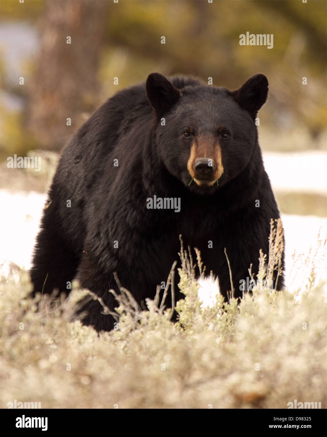 A Black Bear looking in Stock Photo - Alamy