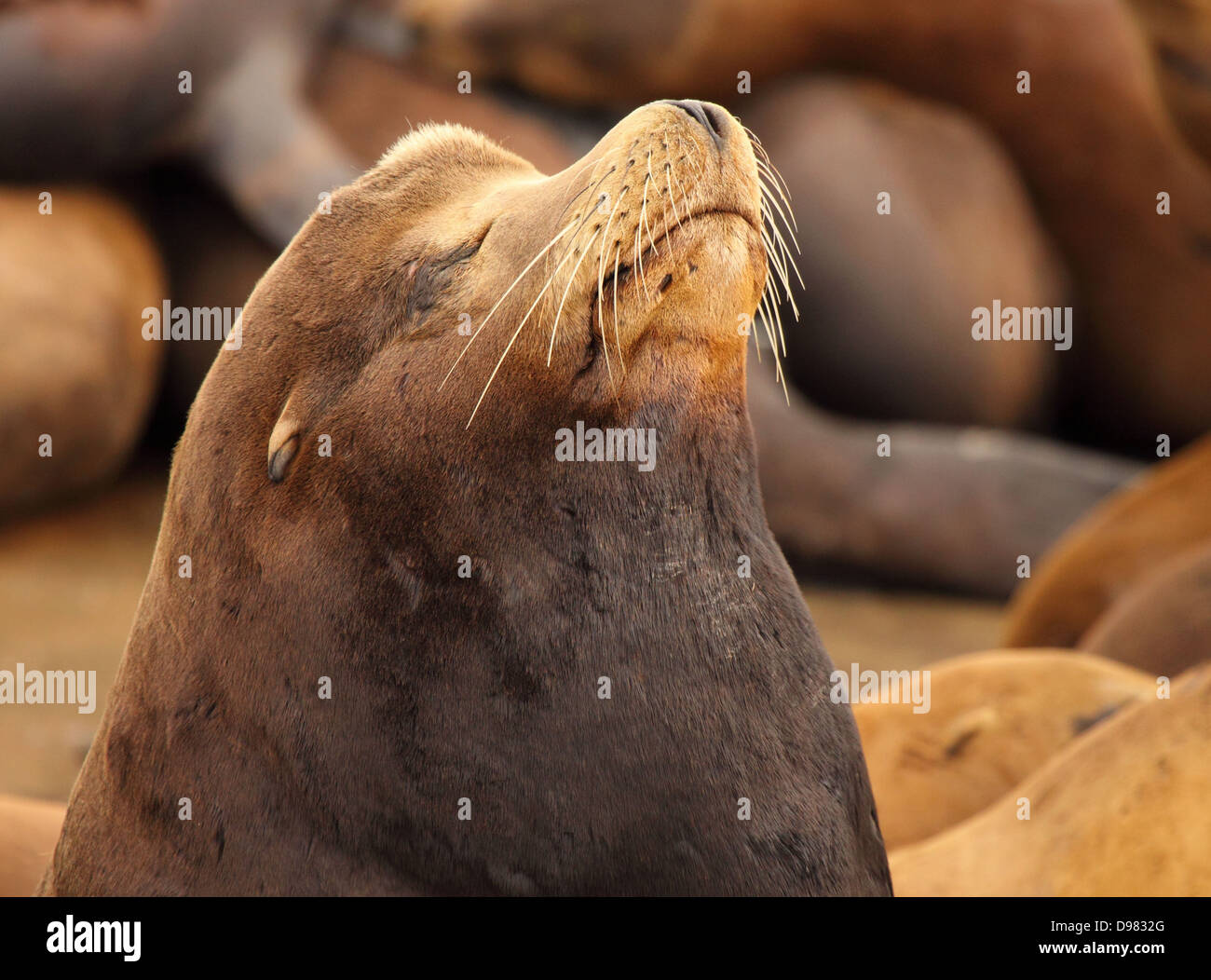 A portrait of a California Sea Lion bull Stock Photo - Alamy