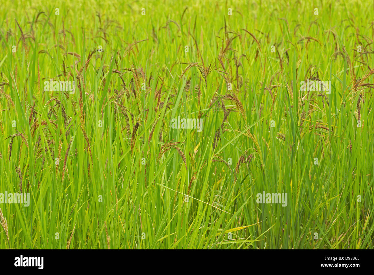 Wet rice cultivation hi-res stock photography and images - Alamy