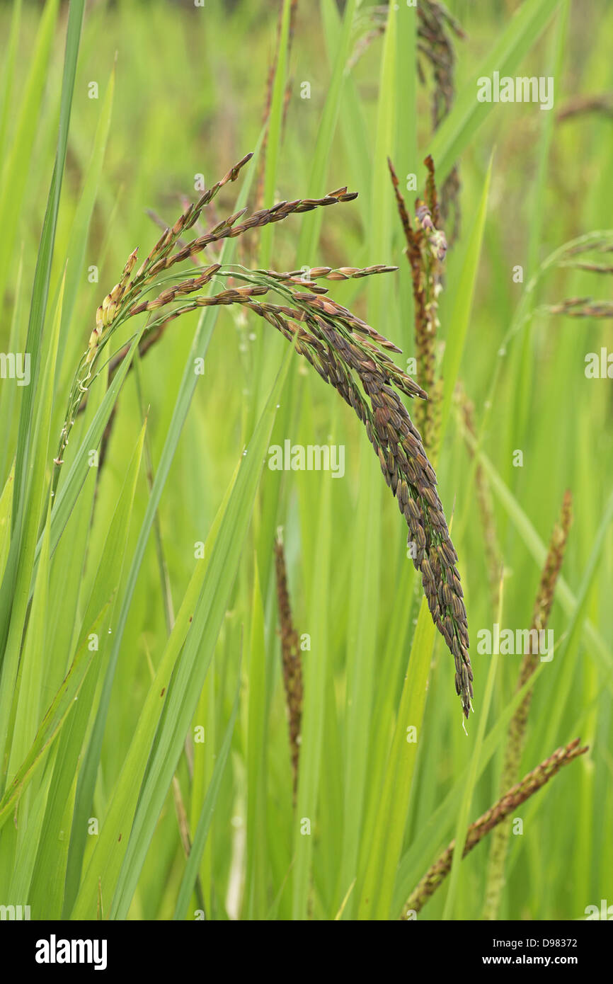 Ripening Wet Padi in Open Field Stock Photo - Alamy
