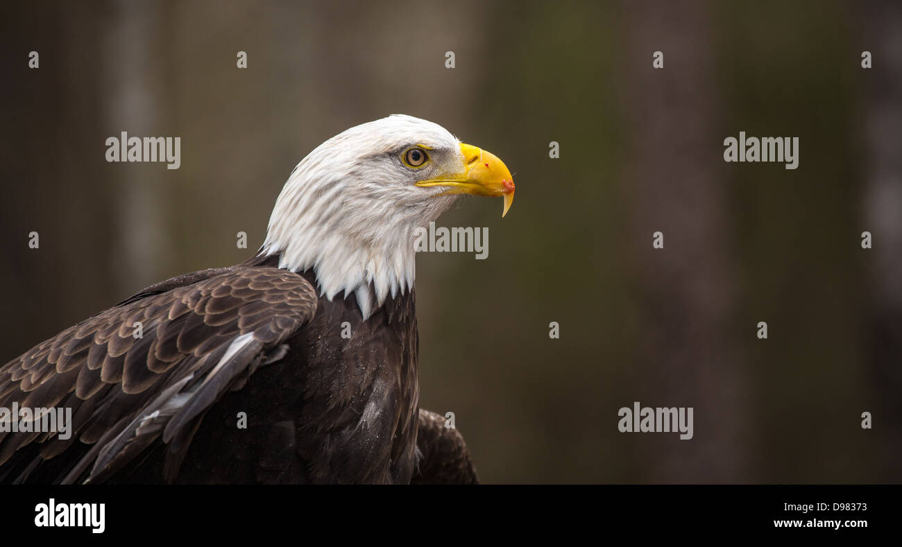 A beautiful American Bald Eagle as it searches for prey Stock Photo - Alamy