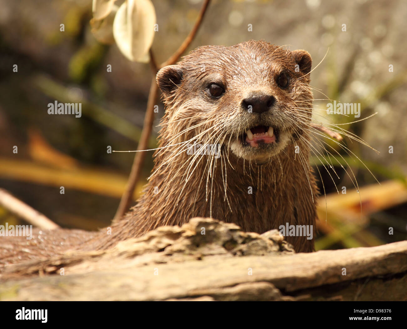 Clawless otter hi-res stock photography and images - Alamy