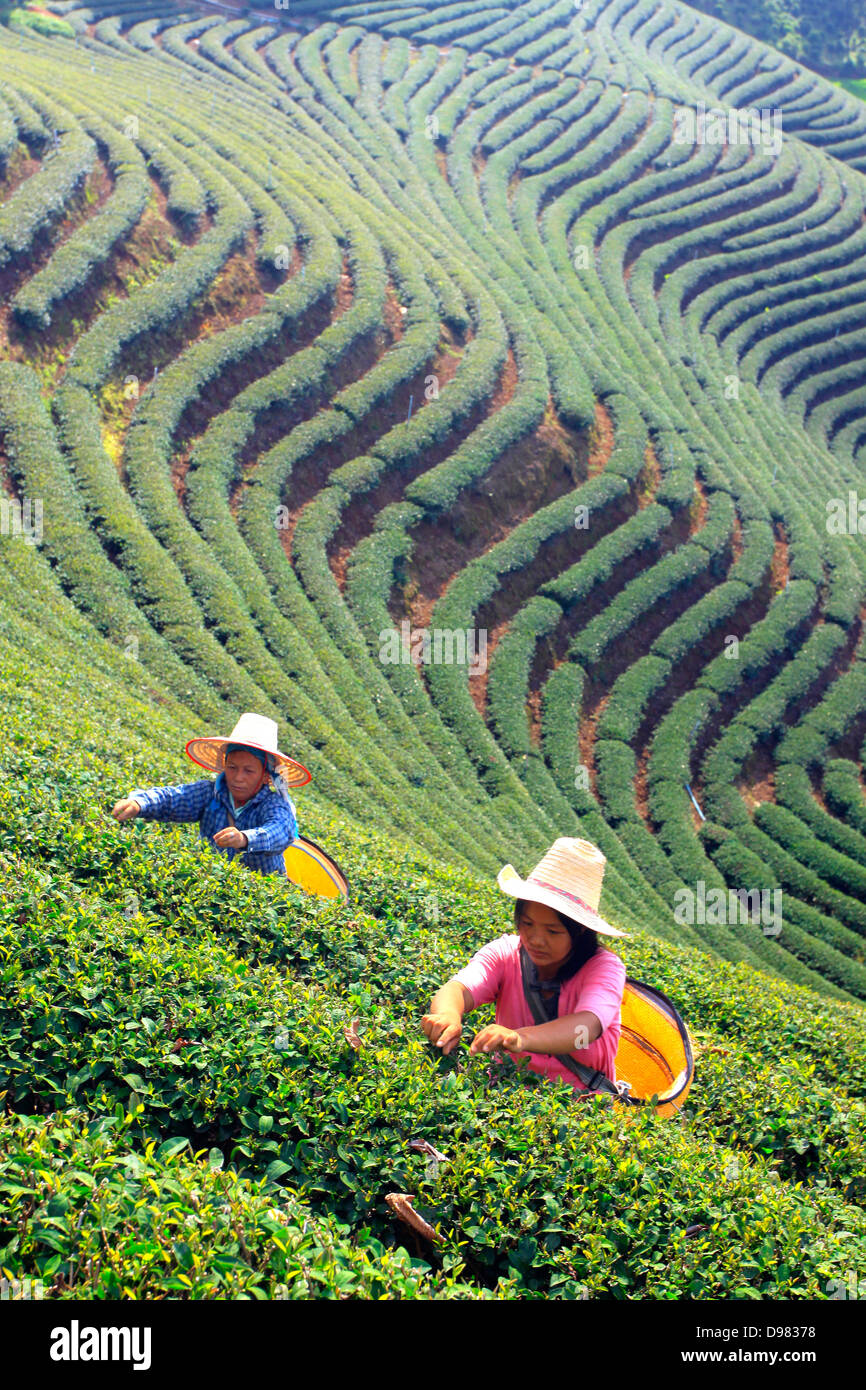 worker harvesting tea in plantation Stock Photo - Alamy
