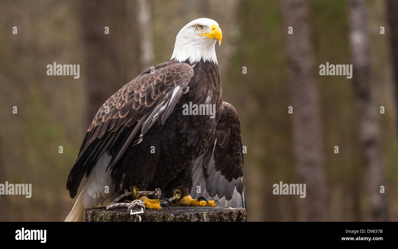 A beautiful American Bald Eagle as it searches for prey Stock Photo - Alamy