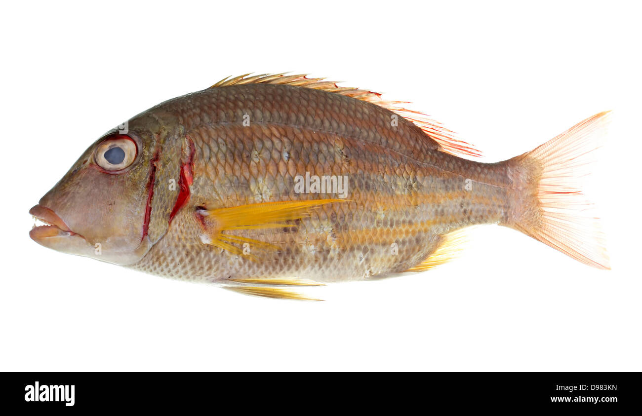 Emperor Fish Stock Photos & Emperor Fish Stock Images - Alamy