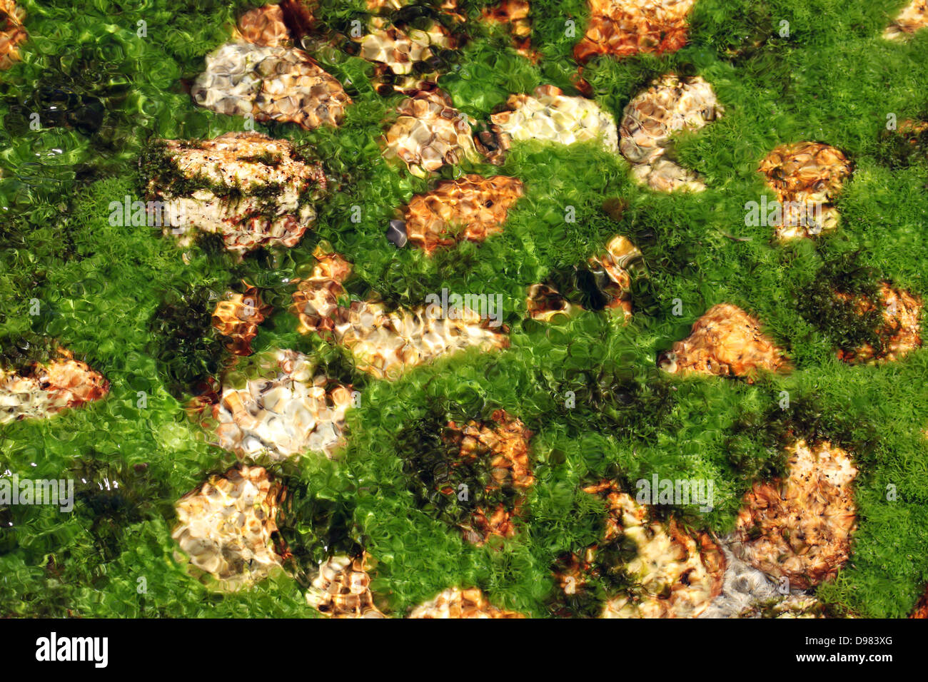 Algae in fresh water hi-res stock photography and images - Alamy