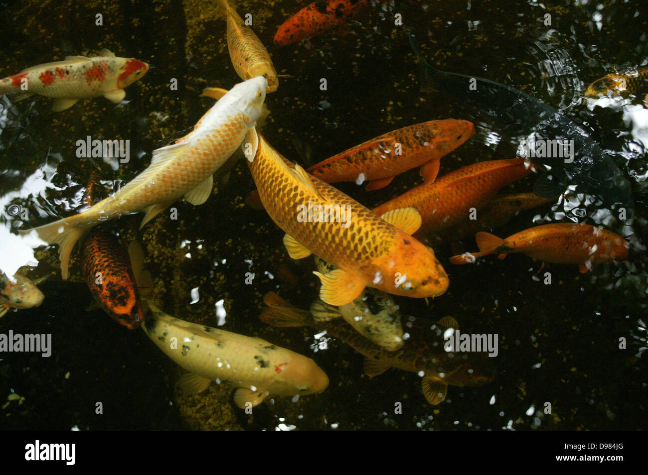 Different coloured koi swimming in a pond Stock Photo - Alamy