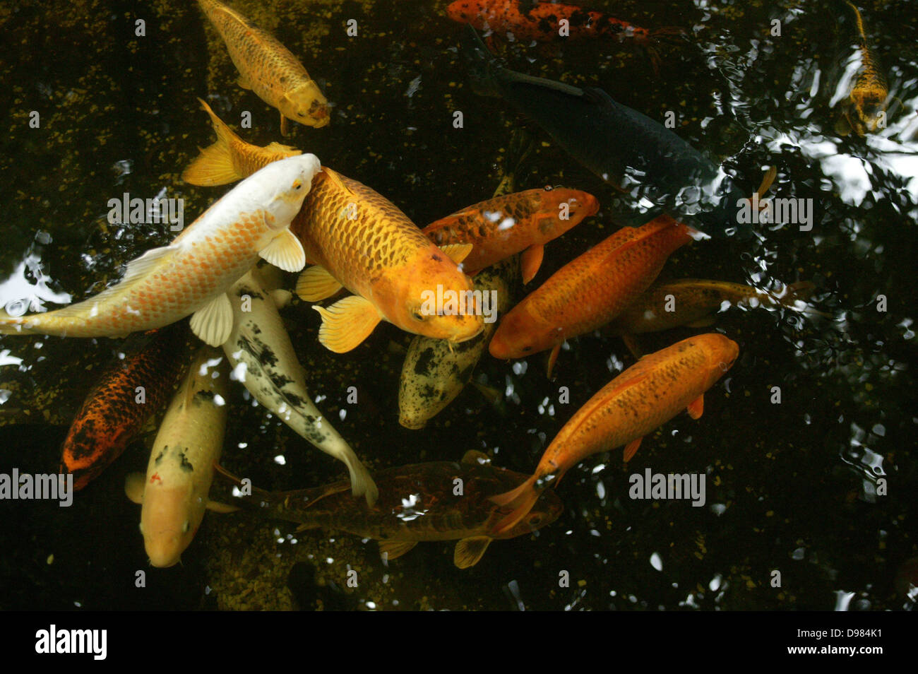 Different coloured koi swimming in a pond Stock Photo - Alamy