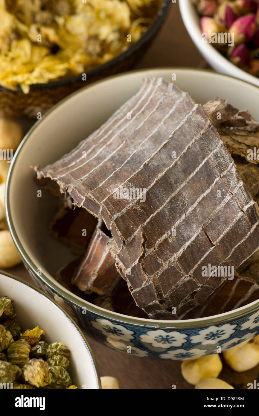 Eucommia ulmoides or Eucommia Bark Stock Photo - Alamy