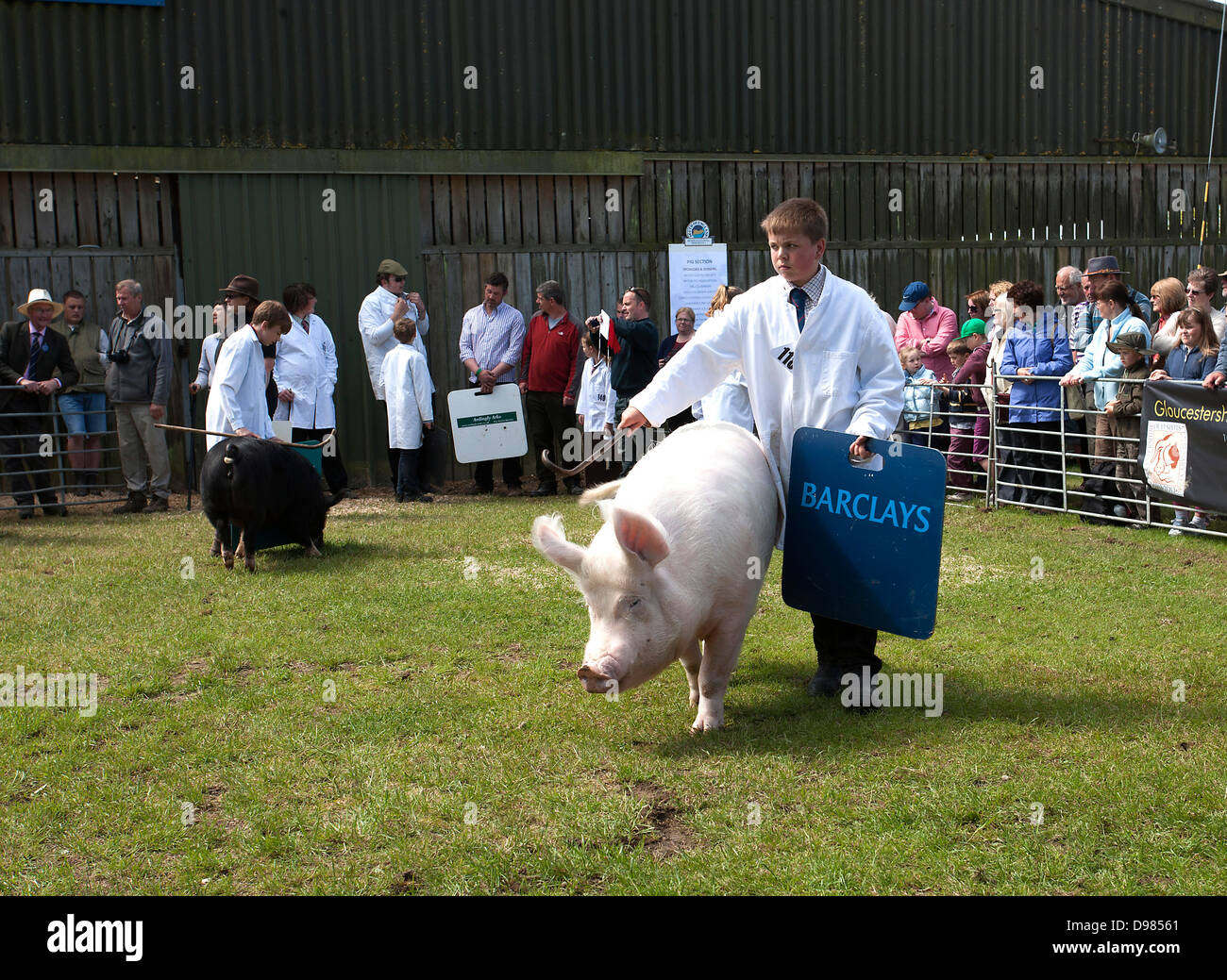 Farm animals being judged exhibited at a country show Stock Photo - Alamy