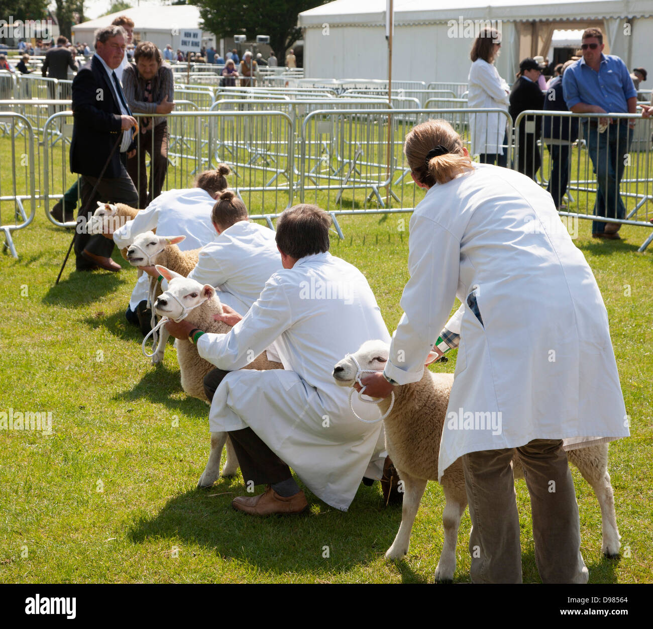 Farm animals being judged exhibited at a country show Stock Photo - Alamy