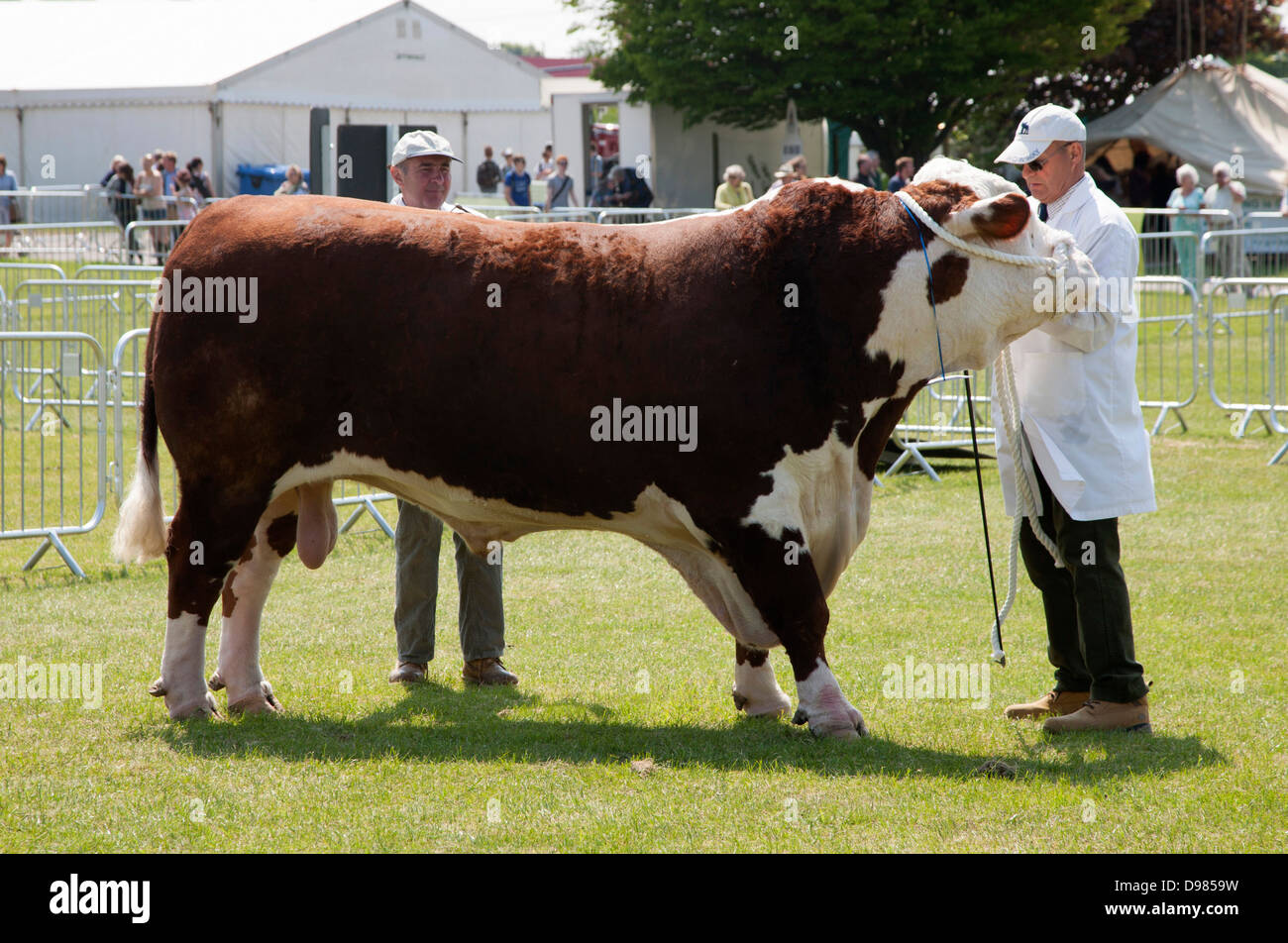 Show cattle judging being judged hi-res stock photography and images ...