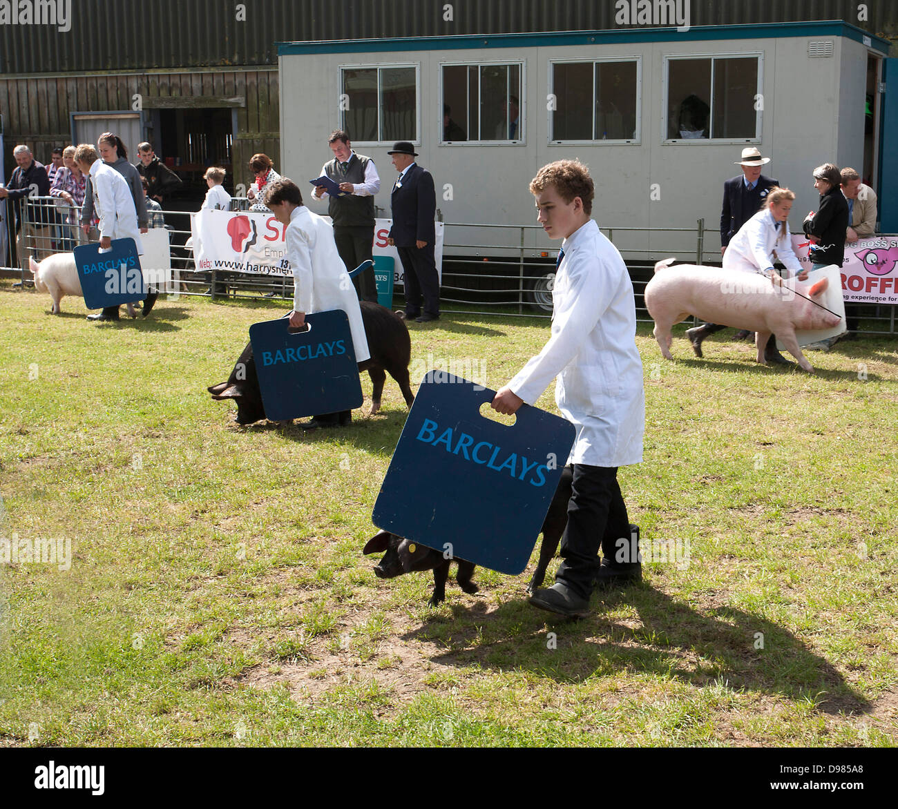 Farm animals being judged exhibited at a country show Stock Photo - Alamy