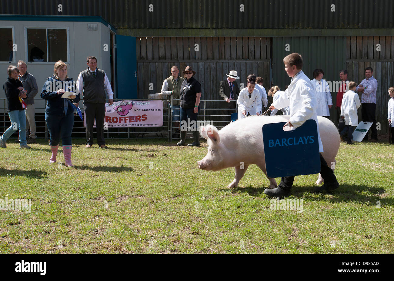 Farm animals being judged exhibited at a country show Stock Photo - Alamy