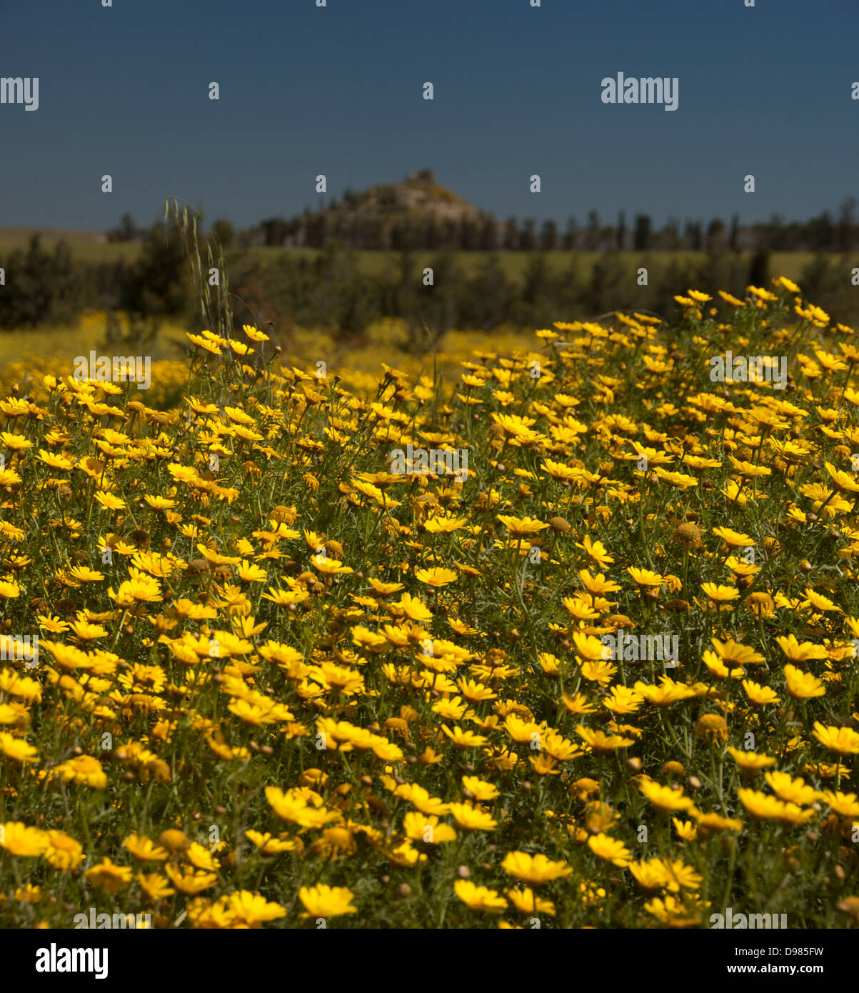 the early spring flowers of cyprus Stock Photo - Alamy