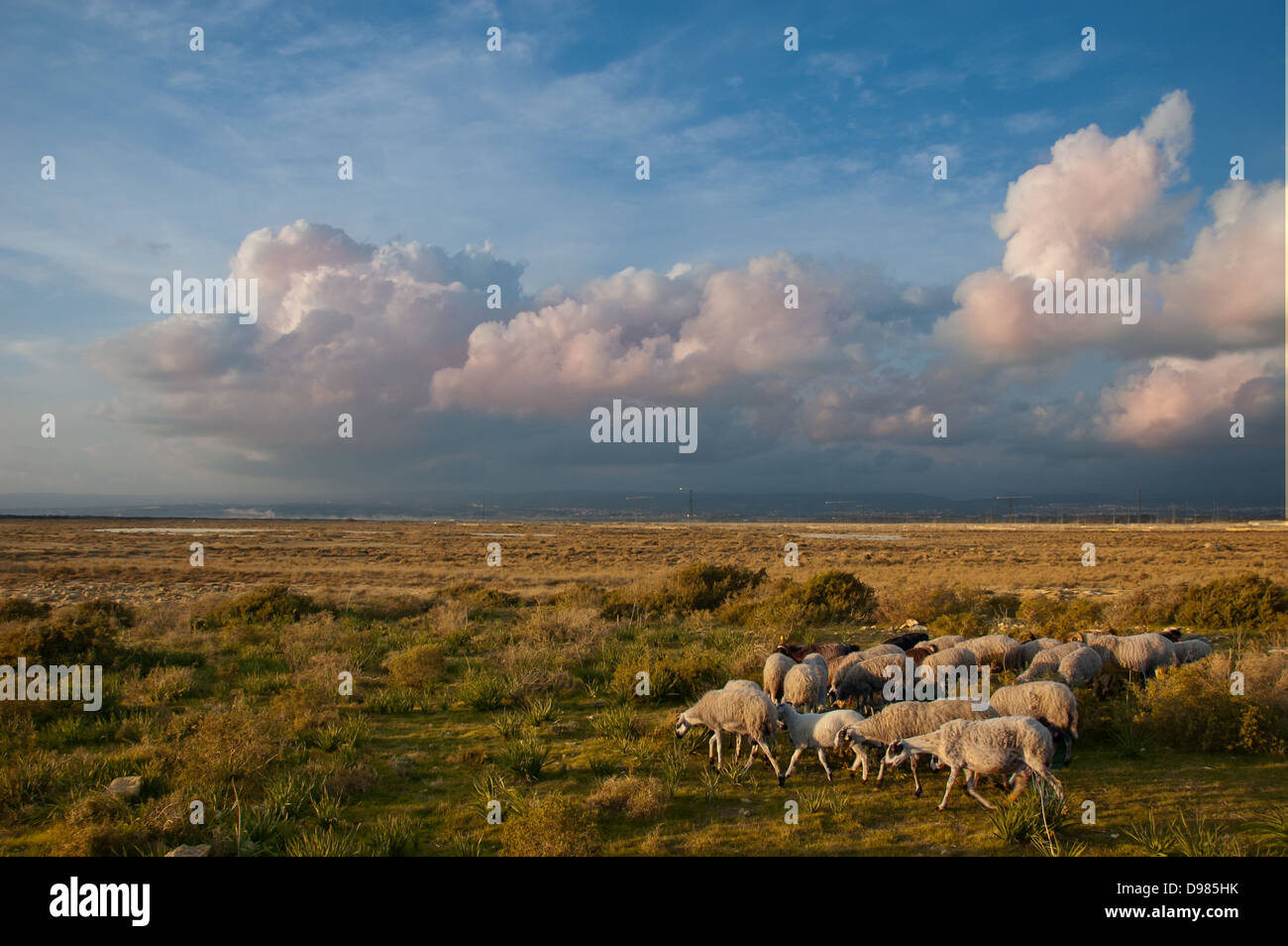 Cyprus sheep hi-res stock photography and images - Alamy