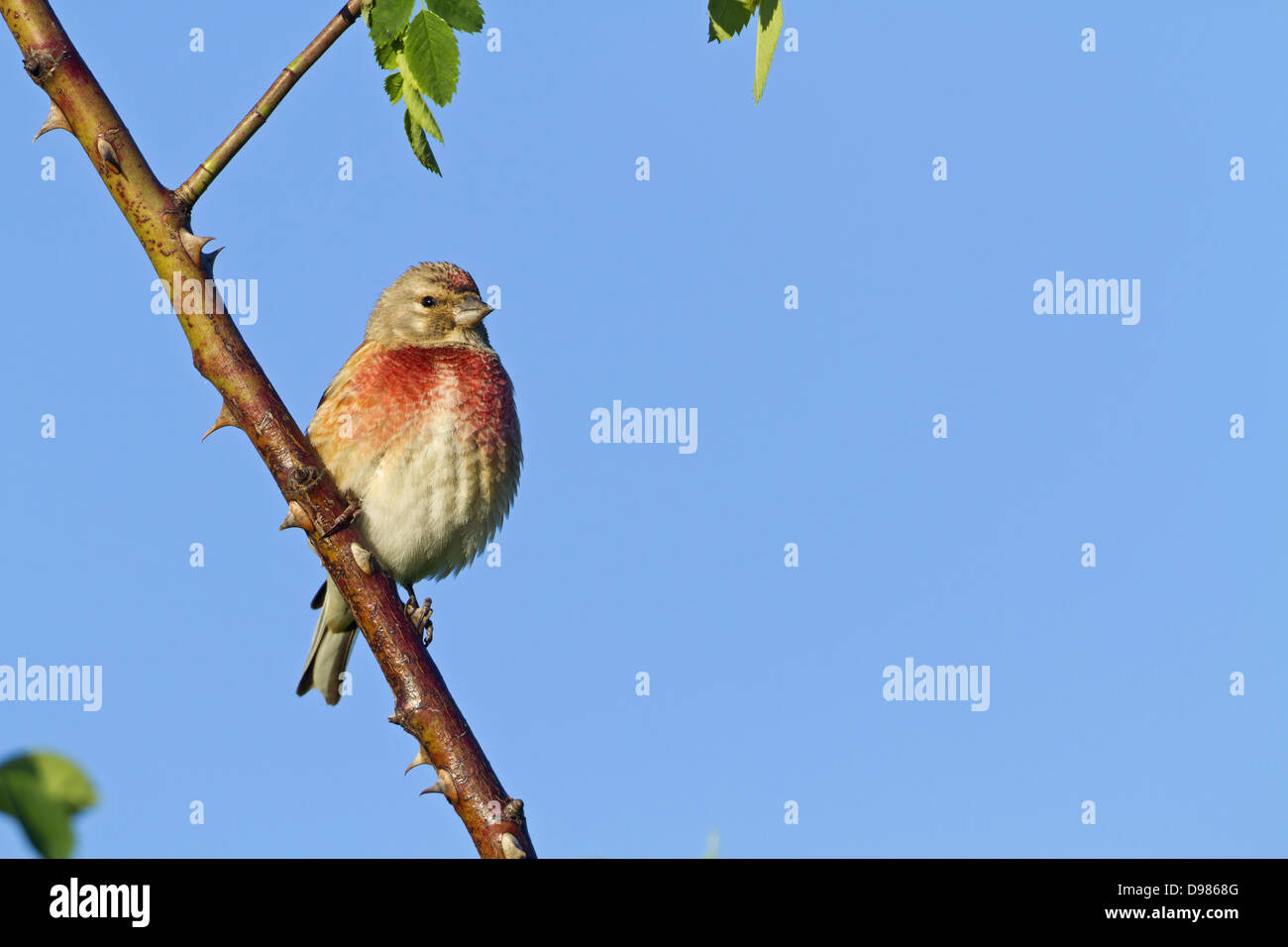 Linnet, Common Linnet, Eurasian Linnet, Carduelis cannabina, Acanthis ...