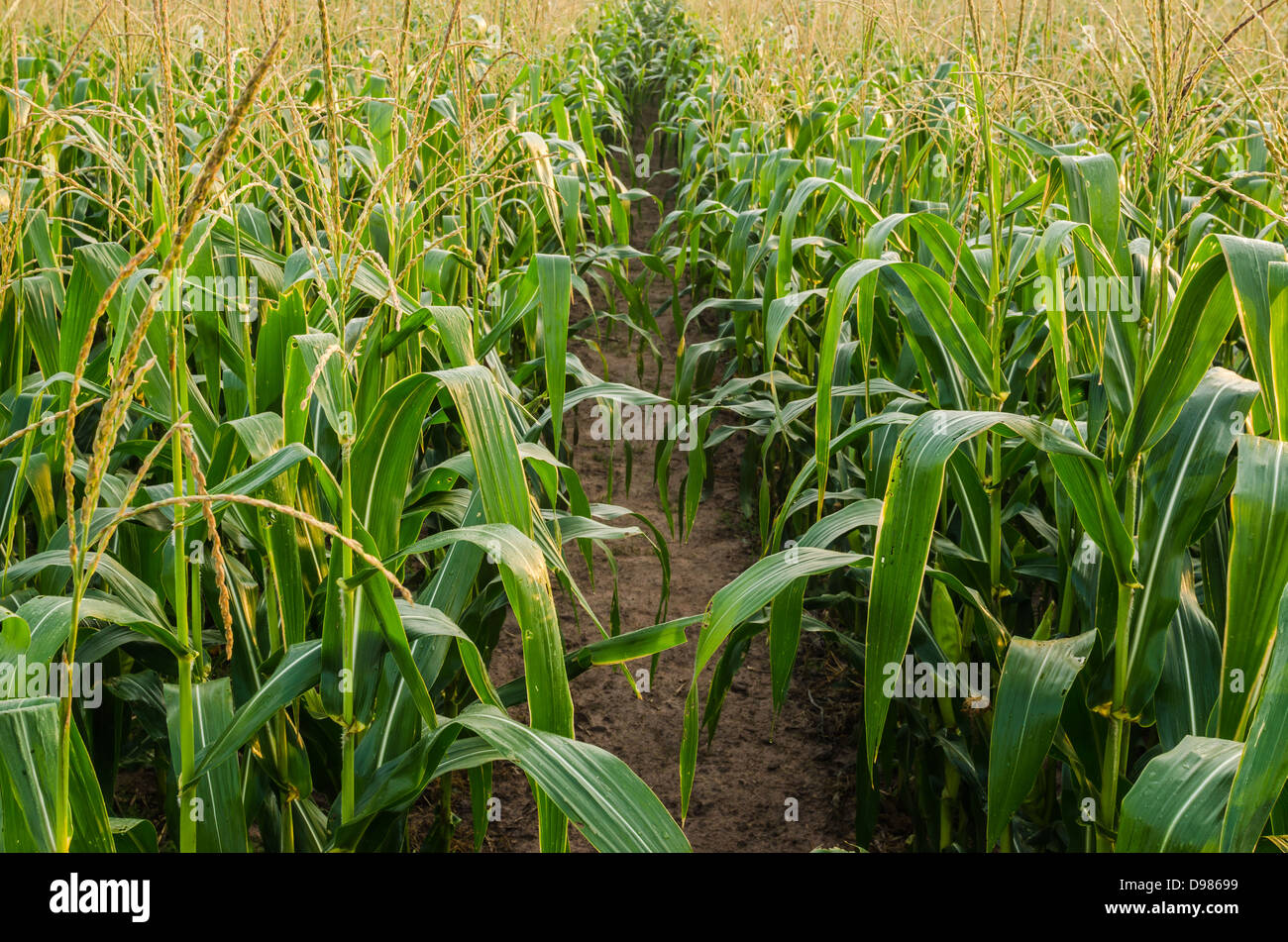 Corn farm agriculture view in the countryside Thailand Stock Photo - Alamy