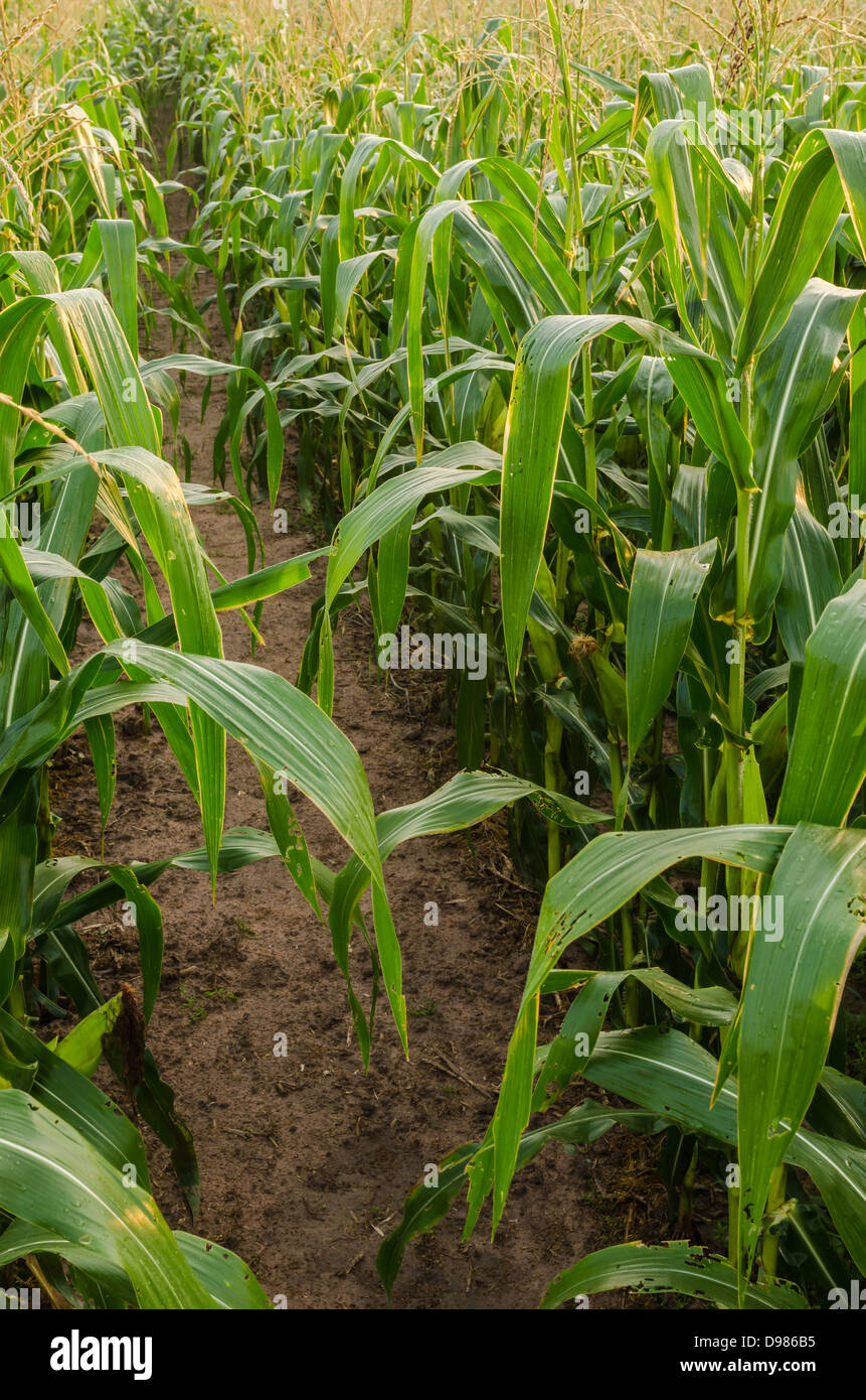 Corn farm agriculture view in the countryside Thailand Stock Photo - Alamy