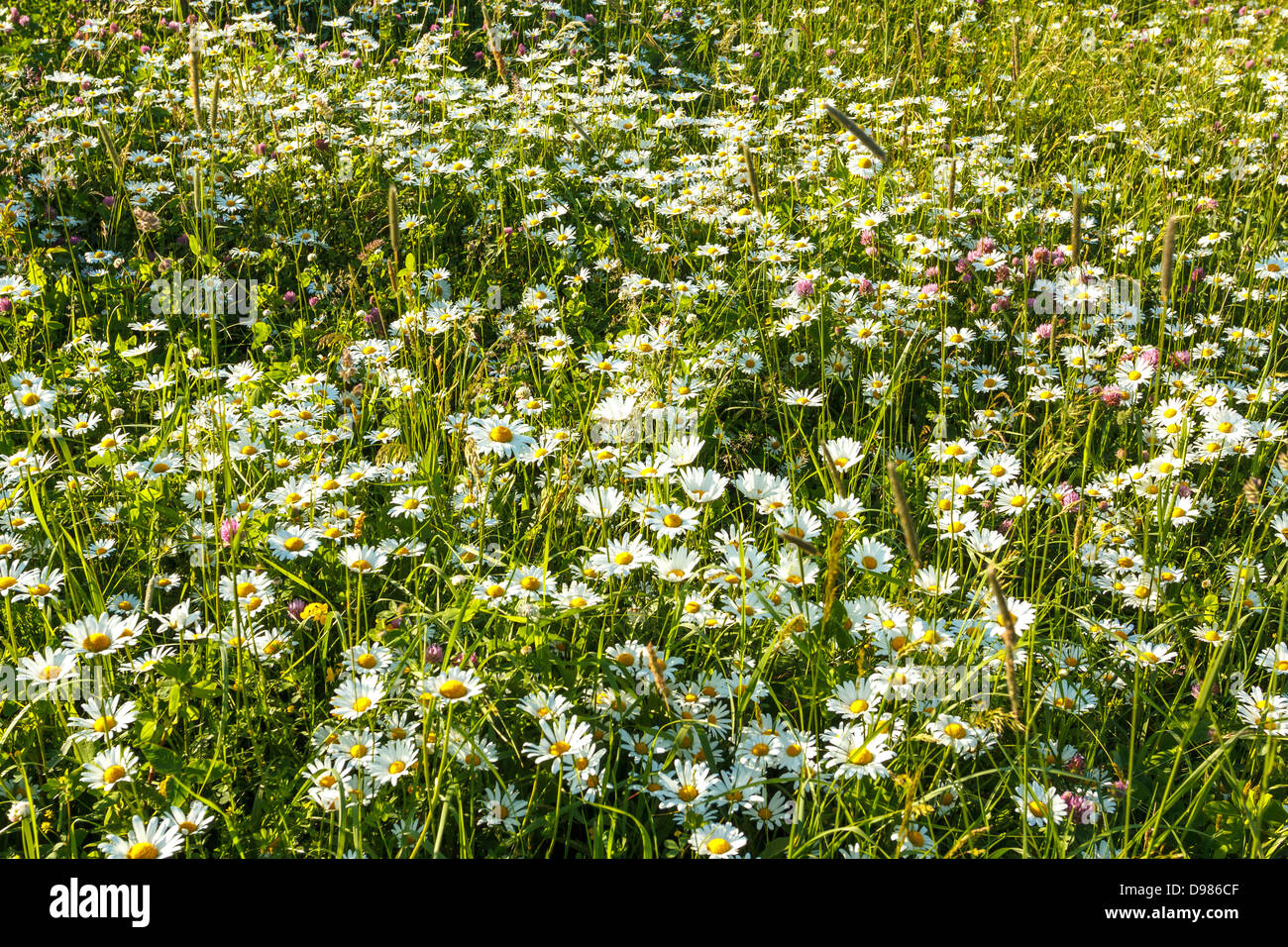 evening shoot of spring daisy flower field Stock Photo - Alamy