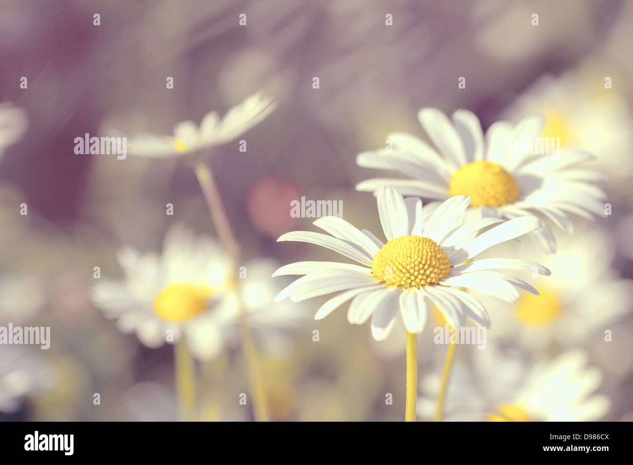 daisy flowering pastel colors with shallow focus Stock Photo - Alamy