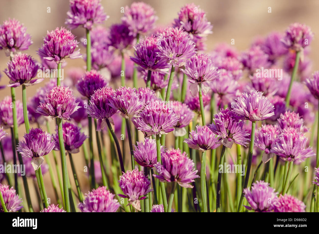 Chive herb flowers on beautiful bokeh background with shallow focus ...