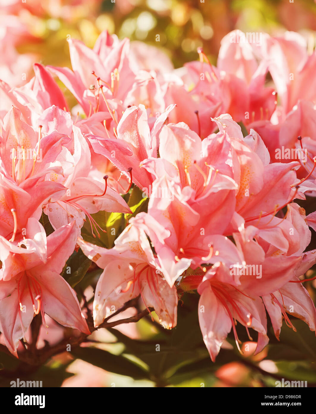Pink day lilly hi-res stock photography and images - Alamy
