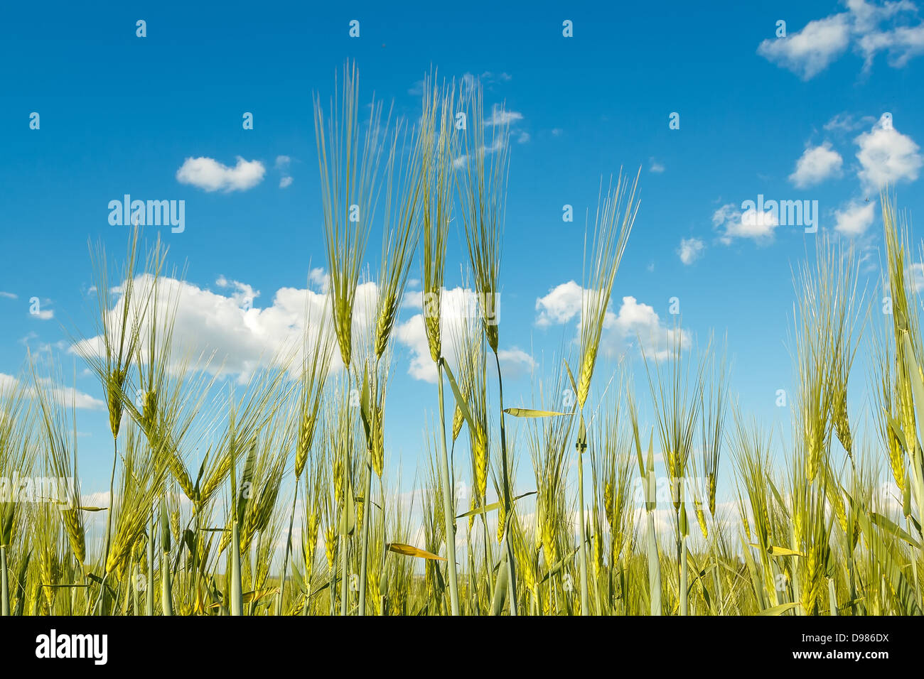 Spring grain hi-res stock photography and images - Alamy