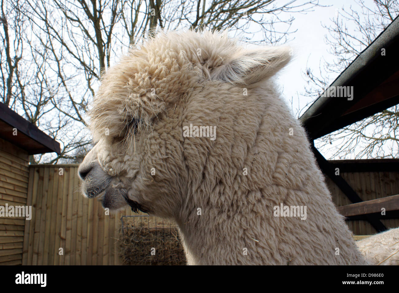 ALPACA SMILE Stock Photo - Alamy