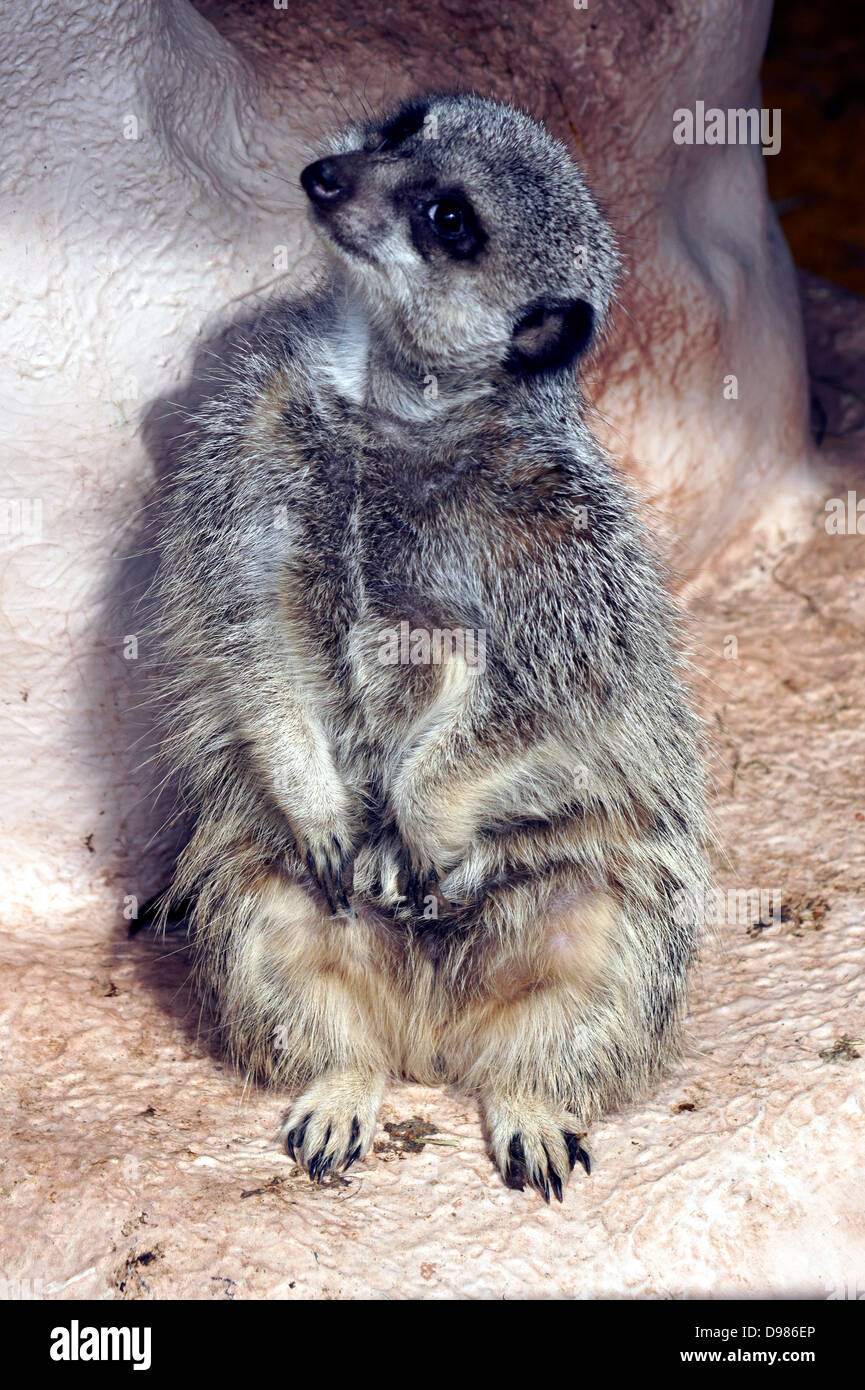 Peeping meerkat hi-res stock photography and images - Alamy