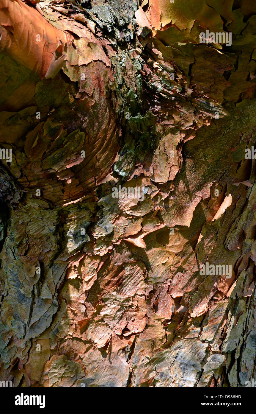Peeling bark on a red birch tree Stock Photo - Alamy