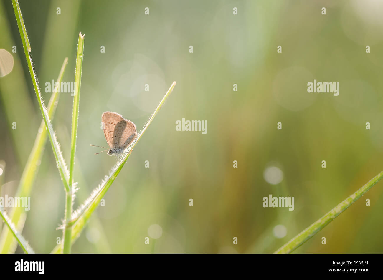 Little butterfly in the nature or in the garden Stock Photo - Alamy