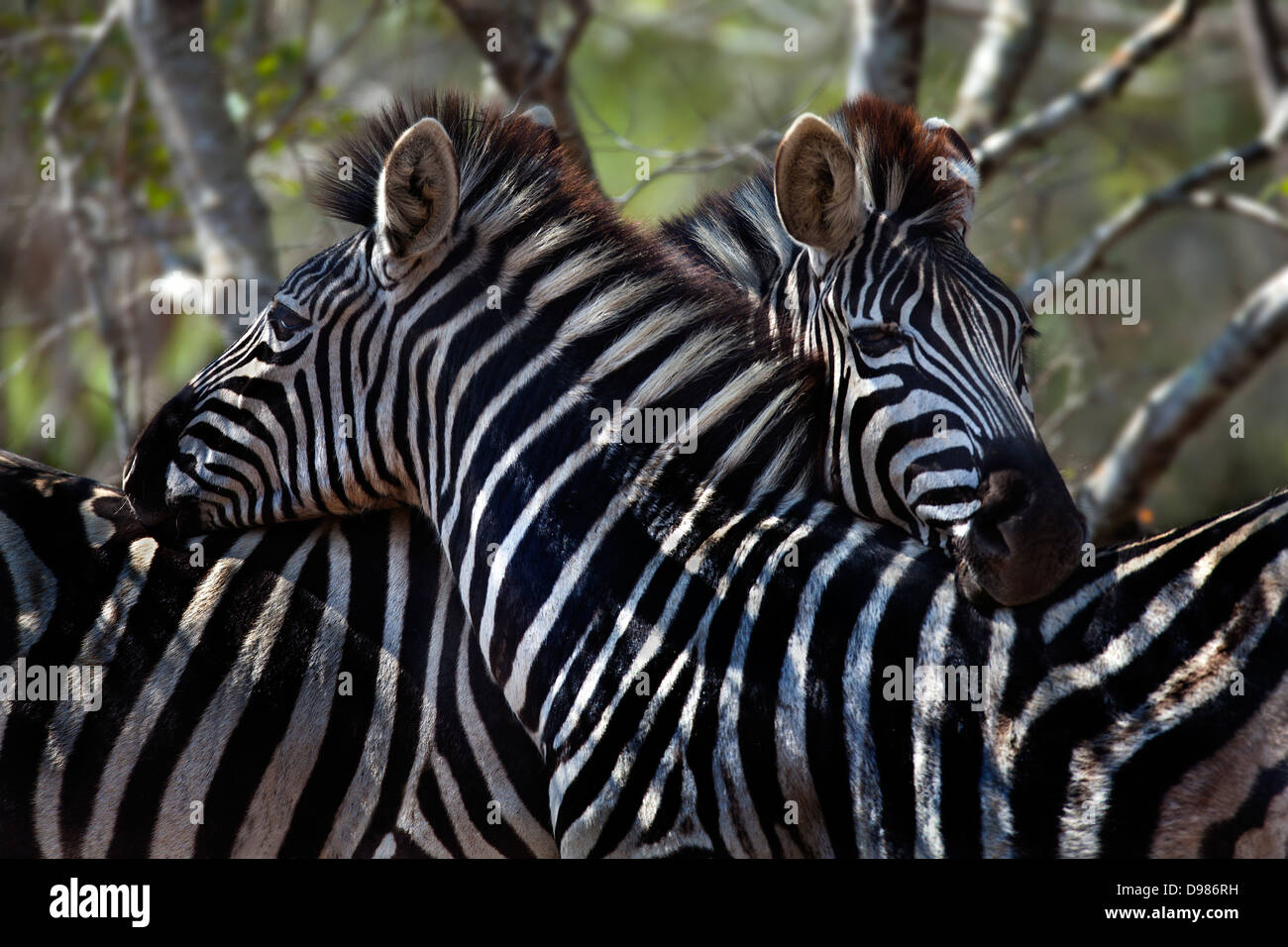 Phinda Game Reserve, South Africa Stock Photo - Alamy