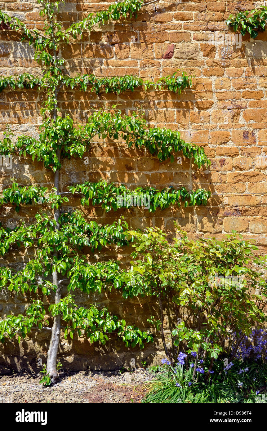 Espalier fruit tree growing against a stone wall Stock Photo - Alamy