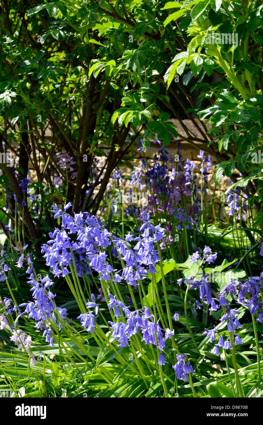 Cultivated bluebells growing in a shrub border in an English garden ...