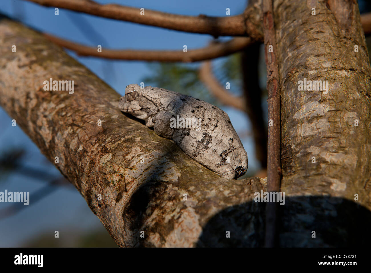 Phinda Game Reserve, well camouflaged tree frog Stock Photo - Alamy