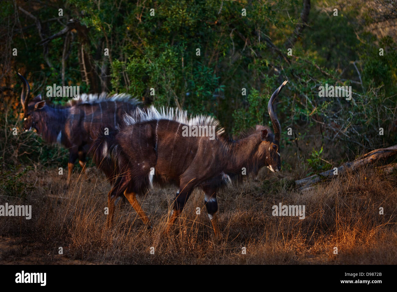 Phinda reserve hi-res stock photography and images - Alamy