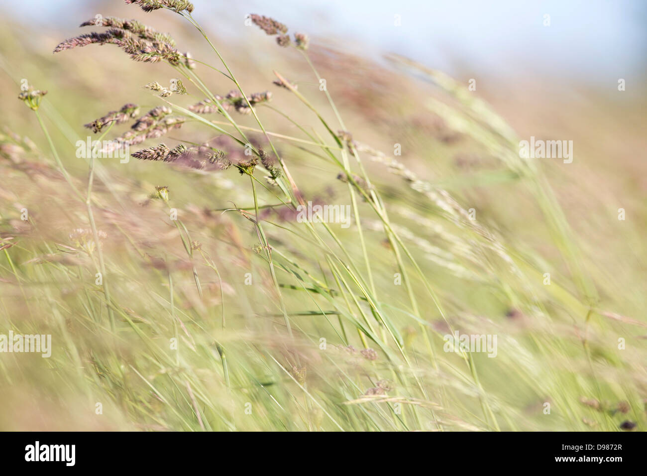 Long natural grass hi-res stock photography and images - Alamy