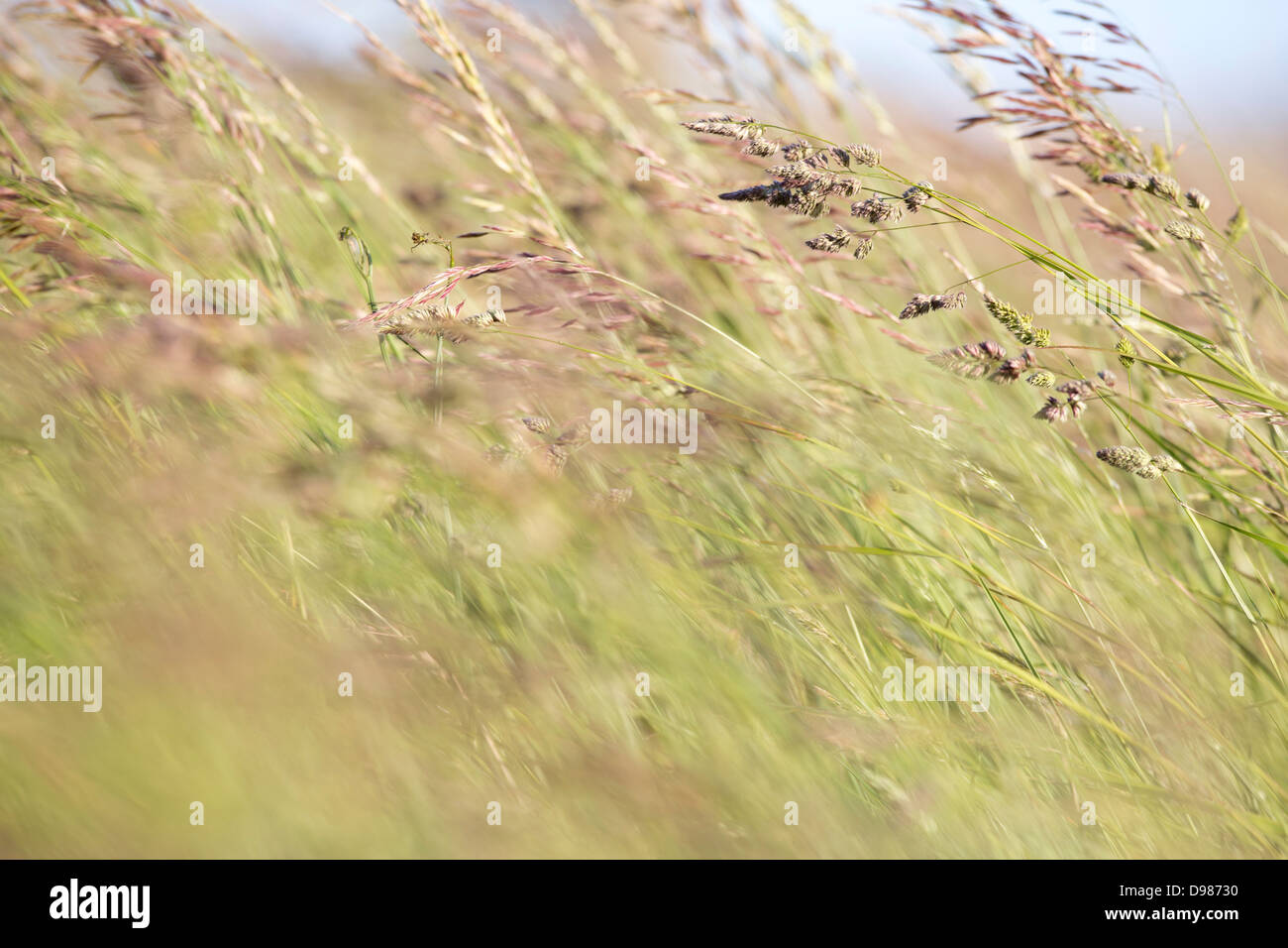 Long natural grass hi-res stock photography and images - Alamy