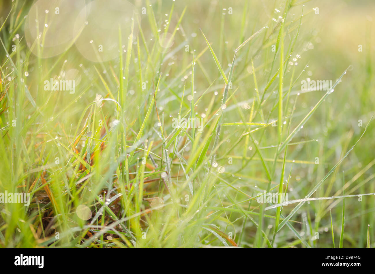 Grass with water drops in the green nature Stock Photo - Alamy
