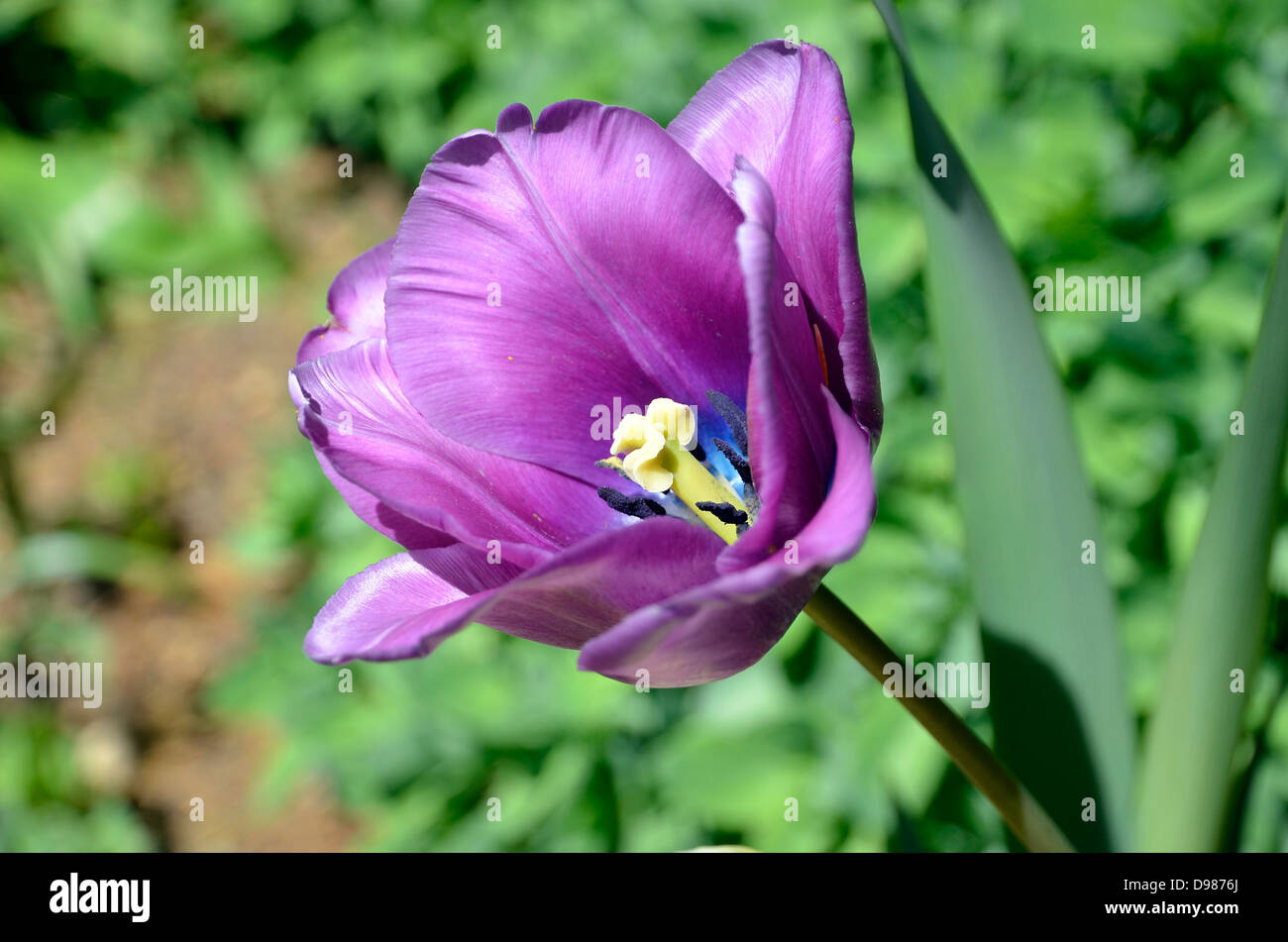 Tulip saigon hi-res stock photography and images - Alamy
