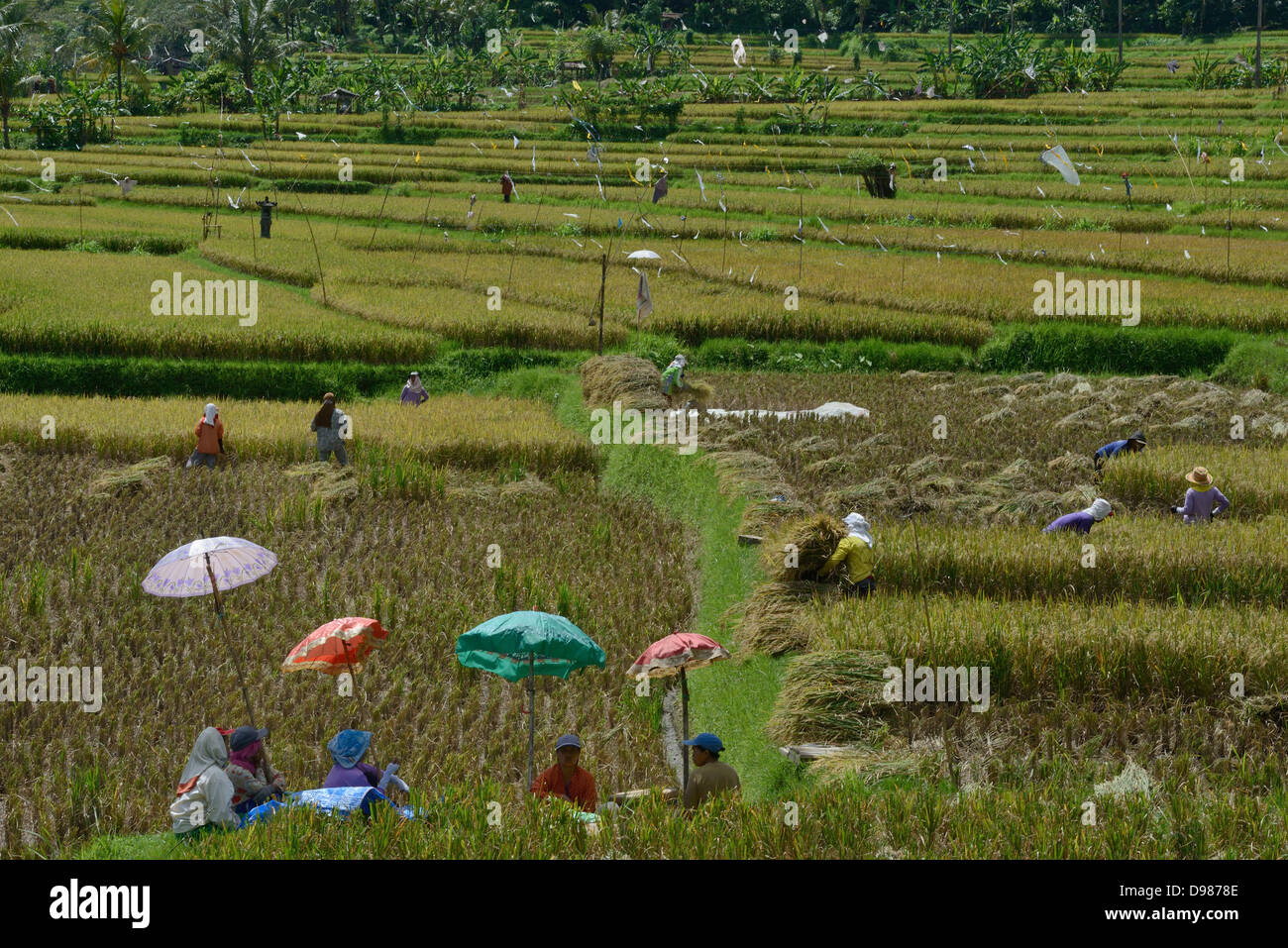 Rice harvest bali hi-res stock photography and images - Alamy